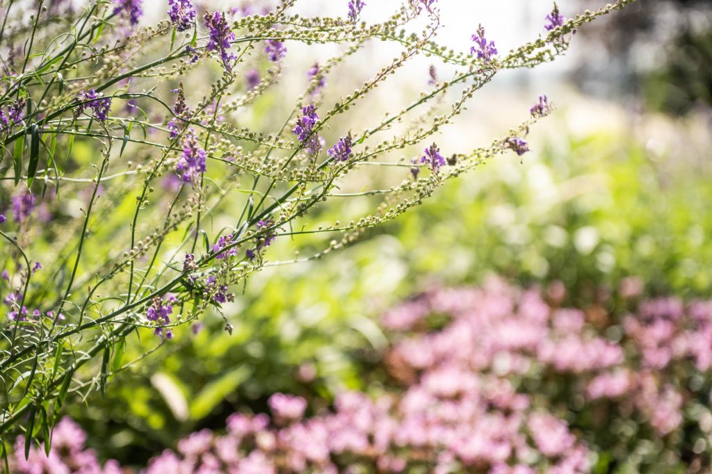 Langheck – BLUMM LANDSCAPE